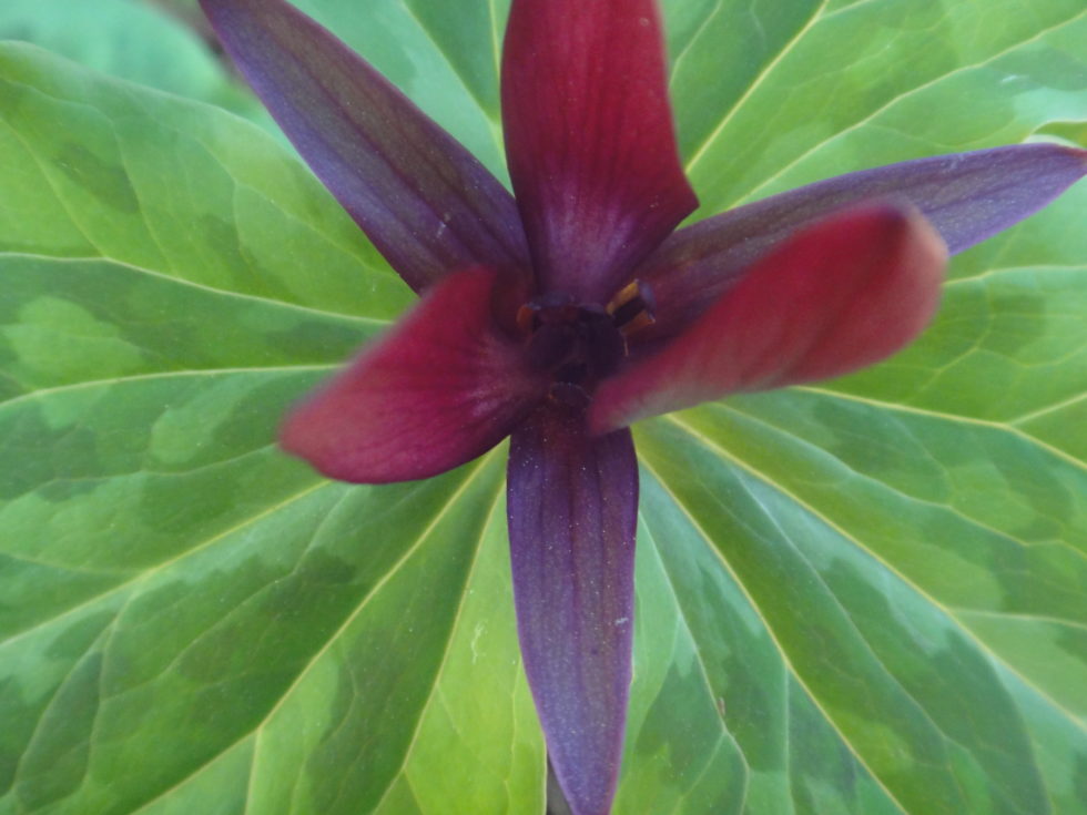 Bobby Lake-Thom Archives - Go Wild Institute