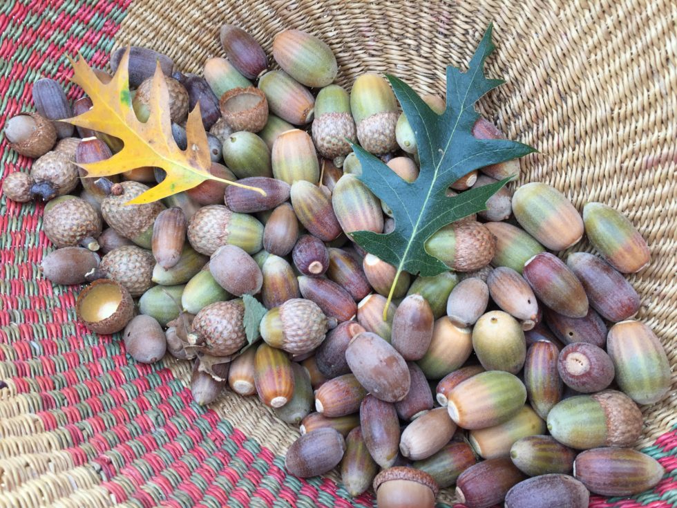 The Mighty Acorn: Eat Your Way Back Into The Web Of Life - Go Wild ...